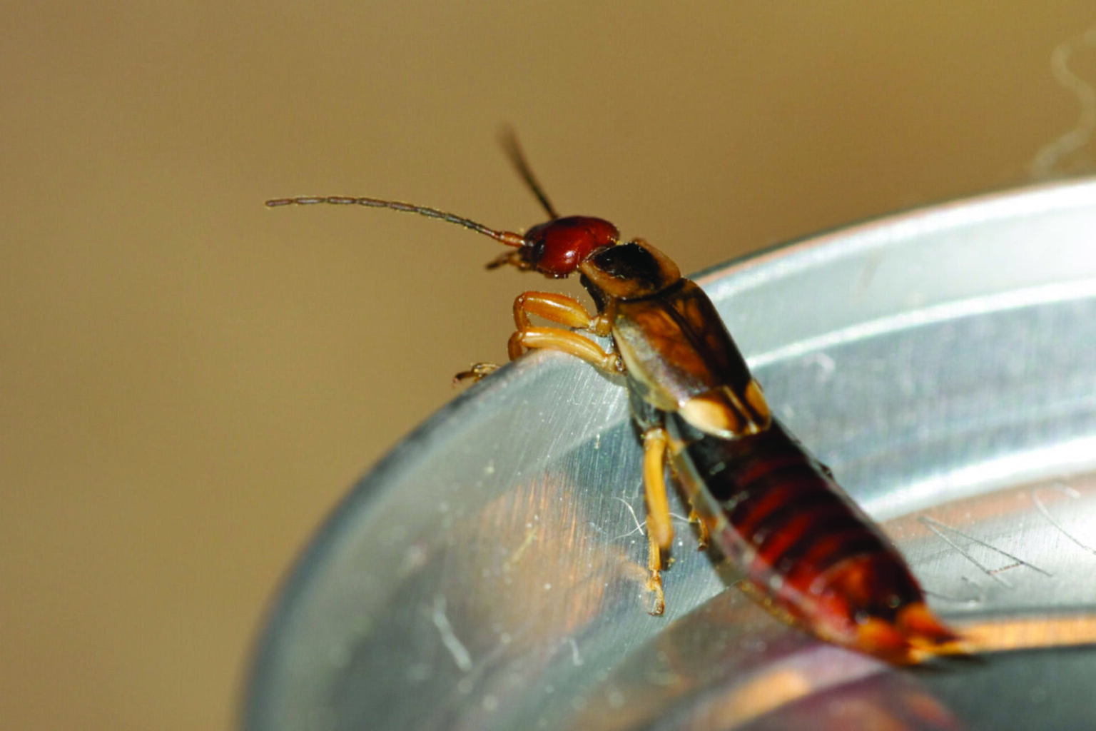 How to Identify Earwigs and Their Control - ZipZap Termite & Pest Control